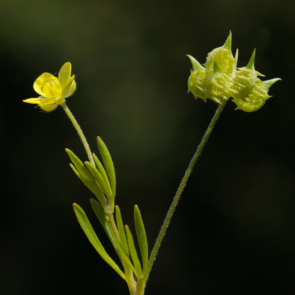 Suffolk's Priority Species | Suffolk Biodiversity Information Service