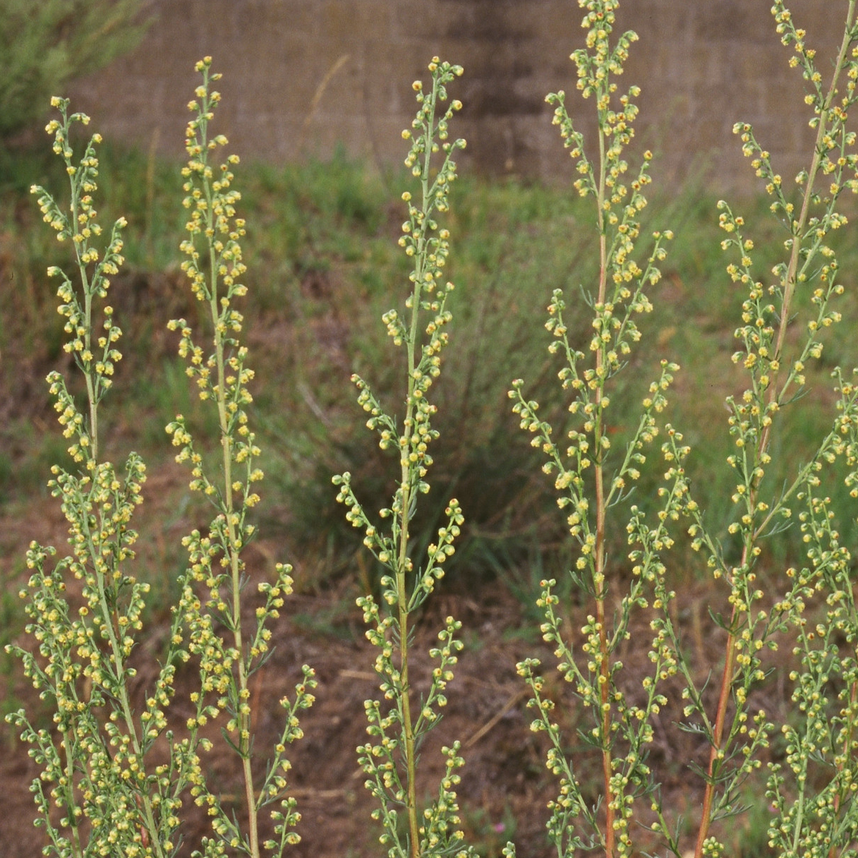 Field Wormwood | Suffolk Biodiversity Information Service