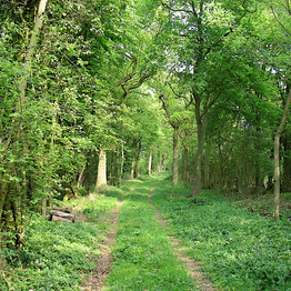 Lowland mixed deciduous woodlands | Suffolk Biodiversity Information ...