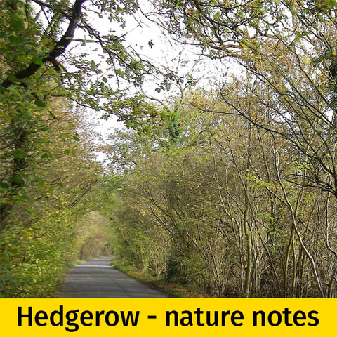Suffolk's Hedgerows | Suffolk Biodiversity Information Service