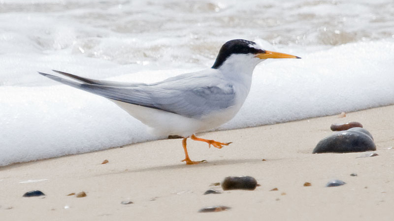 Coastal vegetated shingle | Suffolk Biodiversity Information Service