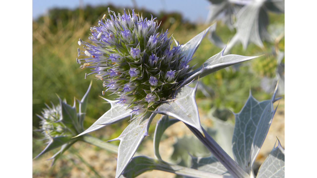 Coastal vegetated shingle | Suffolk Biodiversity Information Service