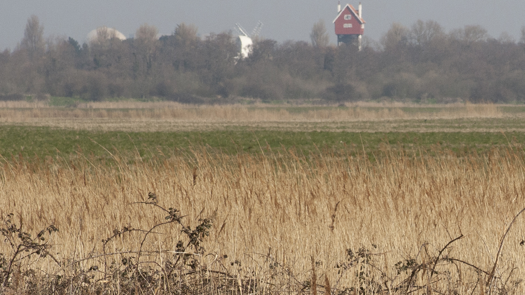 Reedbeds | Suffolk Biodiversity Information Service