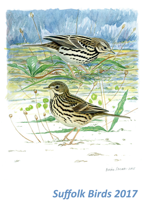 Suffolk Birds | Suffolk Biodiversity Information Service