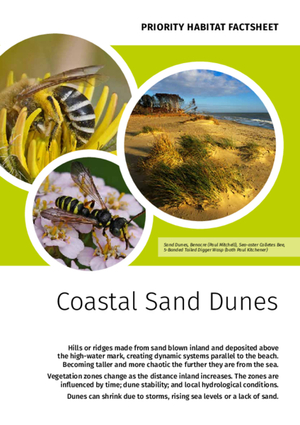 Coastal sand dunes | Suffolk Biodiversity Information Service